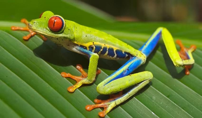 Hylidae - Tree frogs & allies: facts, distribution & population | BioDB