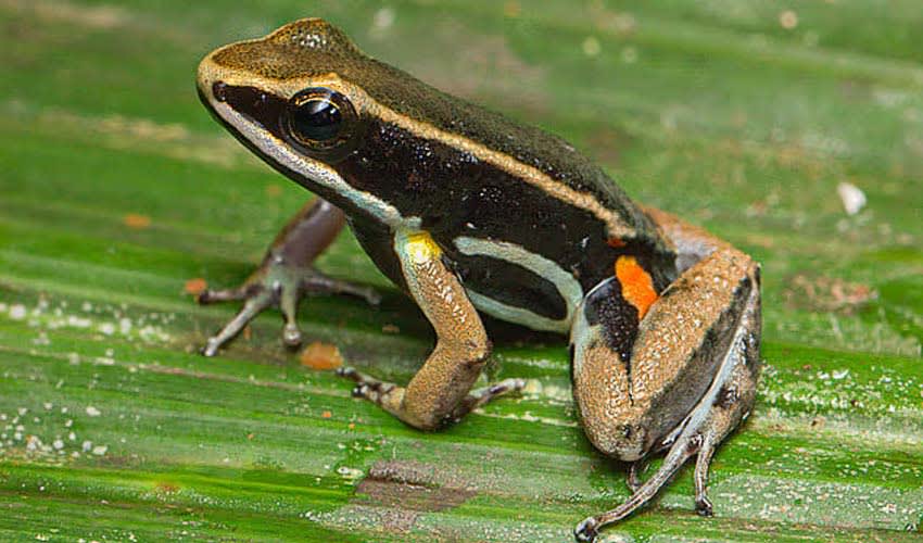 Aromobatidae – Cryptic forest frogs: facts, distribution & population ...