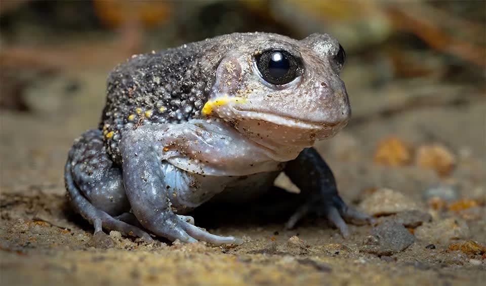 Giant burrowing frog facts, distribution & population | BioDB