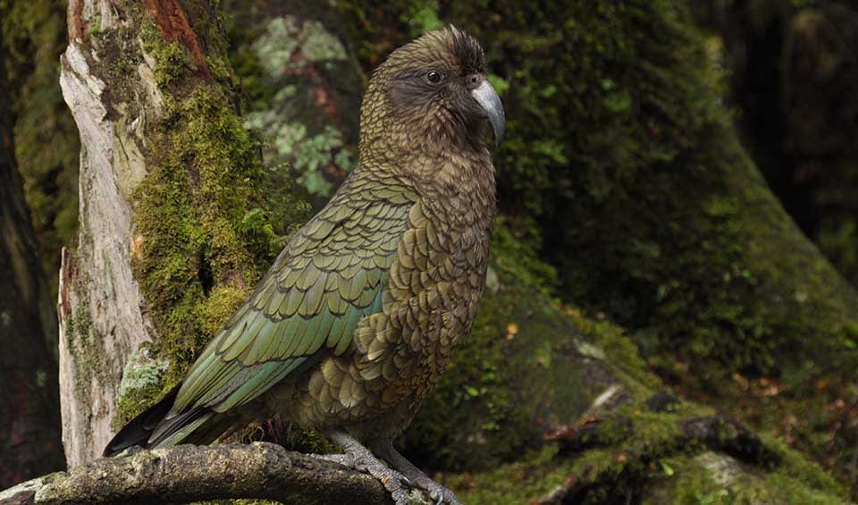 Kea facts, distribution & population | BioDB
