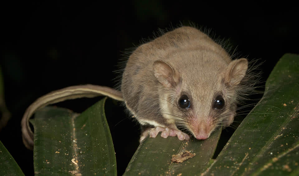Feathertail glider facts, distribution & population | BioDB