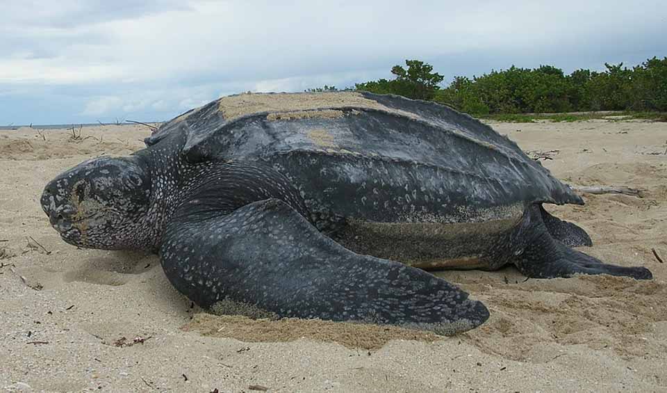 Turtles’ world records list | BioDB