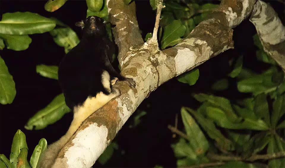 Anomaluridae - Anomalures: facts, distribution & population | BioDB