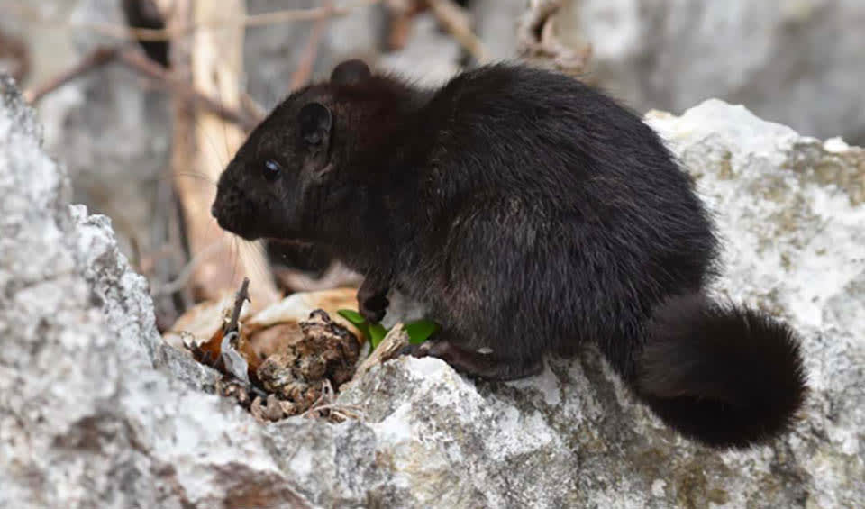Diatomyidae - Laotian rock rat: facts, distribution & population | BioDB