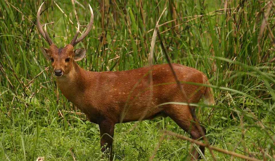 what does axis deer mean