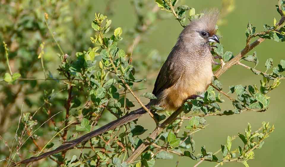 Speckled mousebird facts, distribution & population | BioDB