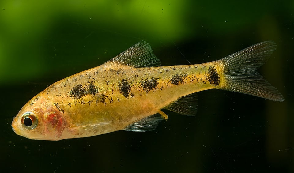 Barbodes: facts, distribution & population | BioDB