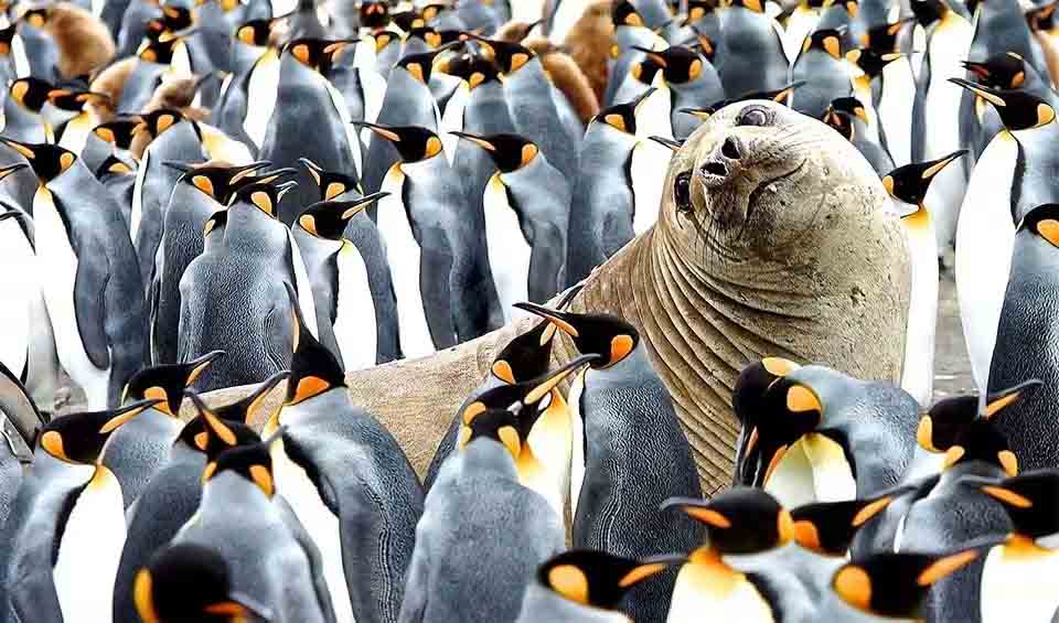 Southern elephant seal facts, distribution & population | BioDB