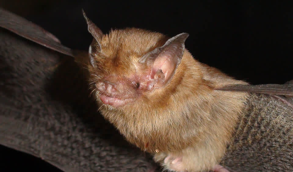 Kitti's hog-nosed bat facts, distribution & population | BioDB