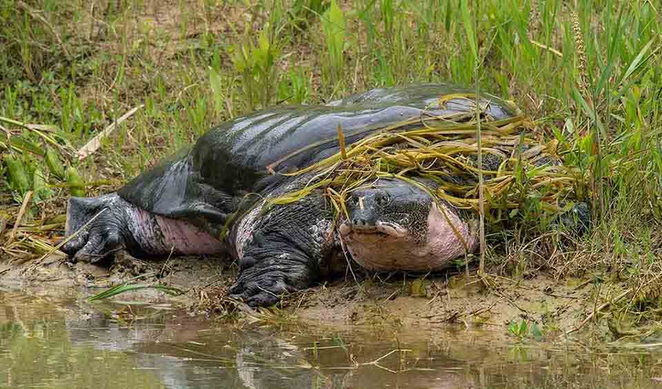 Yangtze giant softshell turtle facts, distribution & population | BioDB