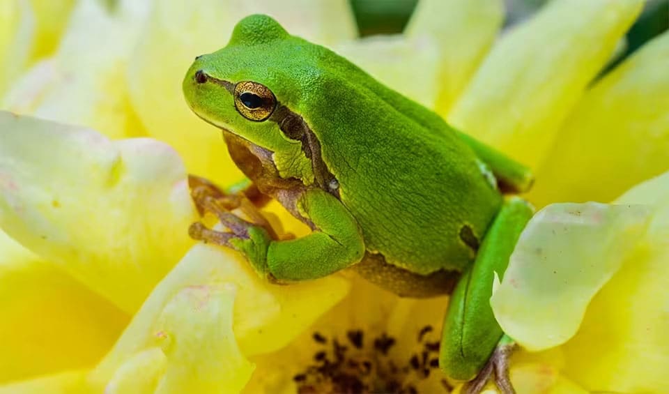 European tree frog facts, distribution & population | BioDB