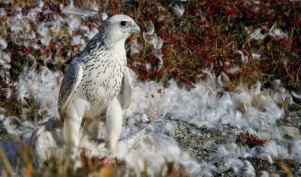 silver gyrfalcon