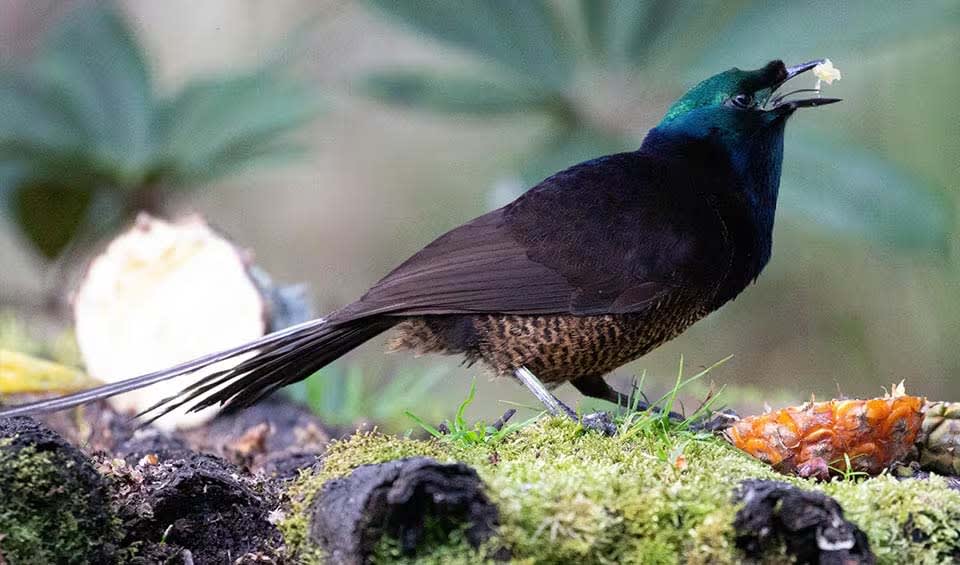 Stephanies astrapia facts, distribution & population | BioDB