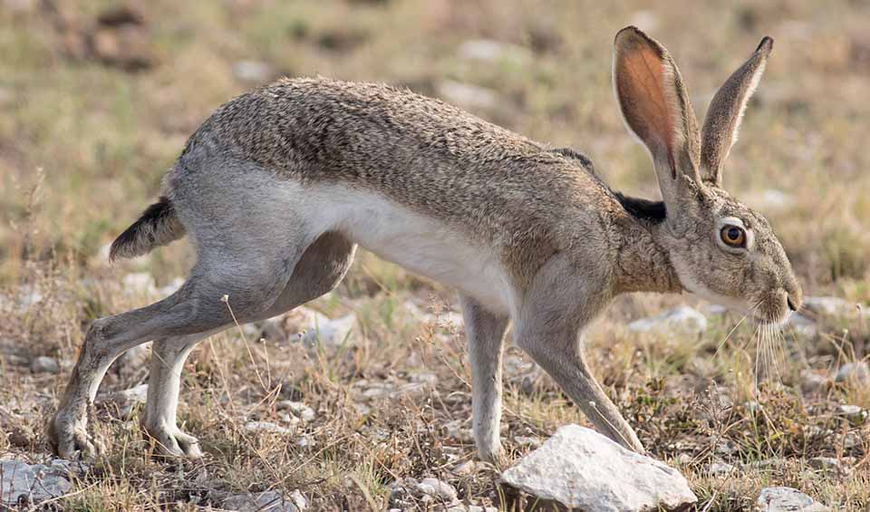 Black-tailed jackrabbit facts, distribution & population | BioDB
