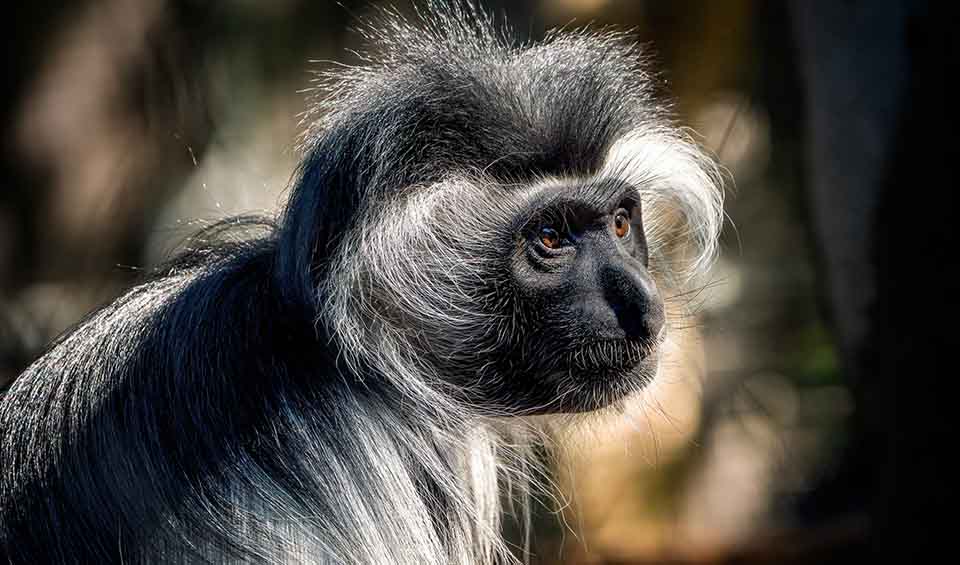 Angola colobus facts, distribution & population | BioDB