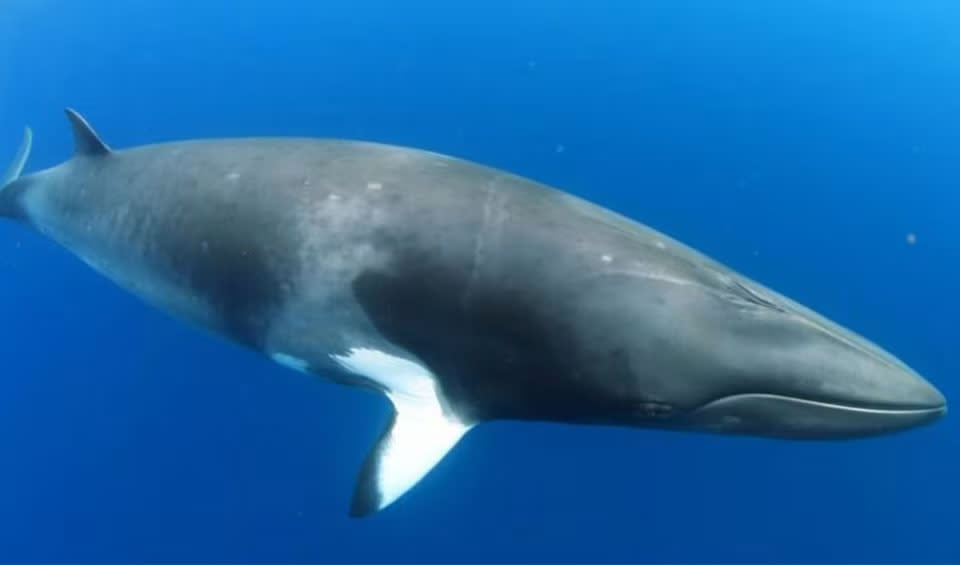 Common minke whale facts, distribution & population | BioDB