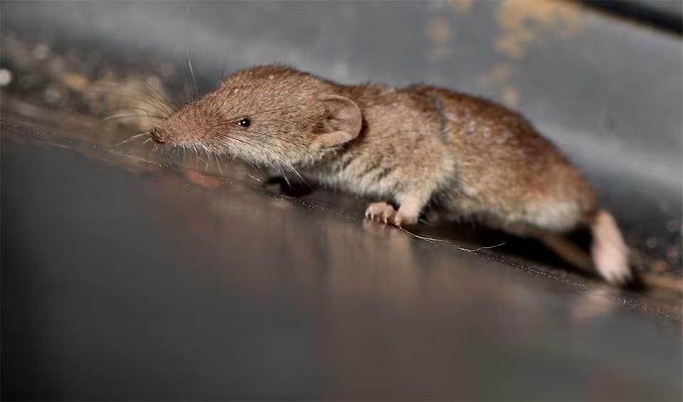 smallest shrew