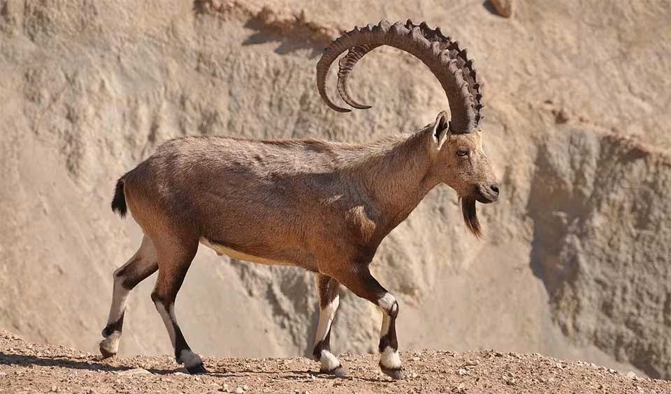 Nubian ibex facts, distribution & population | BioDB
