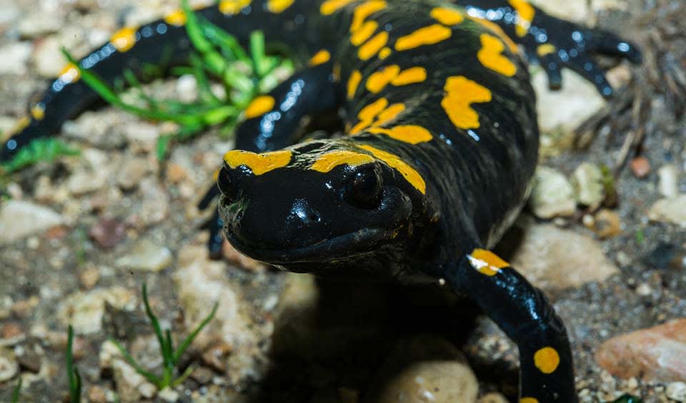 Near Eastern fire salamander facts, distribution & population | BioDB