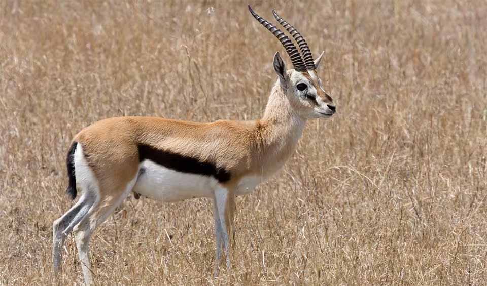 Thomsons gazelle facts, distribution & population | BioDB