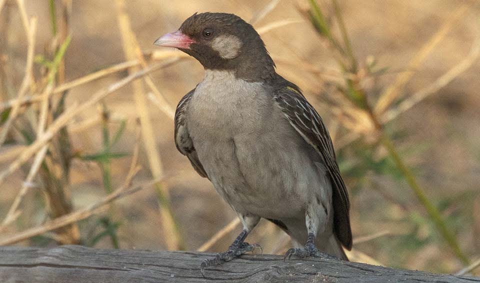 Greater honeyguide facts, distribution & population | BioDB
