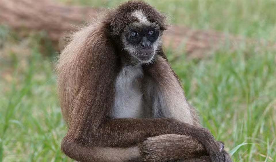 Brown spider monkey facts, distribution & population | BioDB