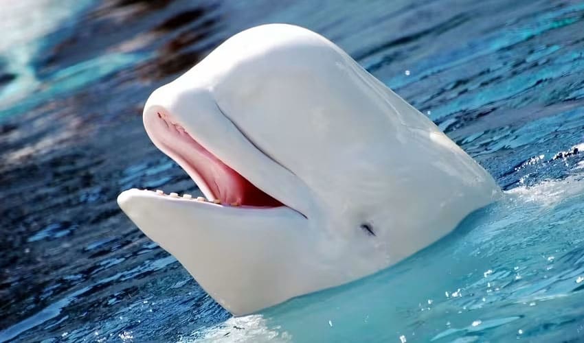 Monodontidae - Narwhal & beluga: facts, distribution & population | BioDB