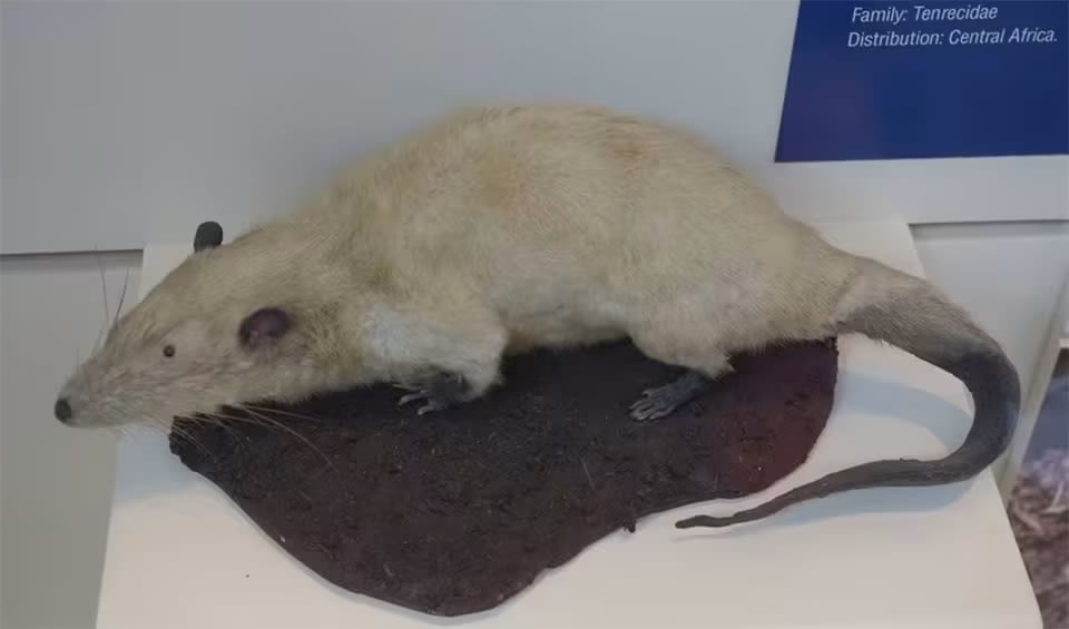 Giant otter shrew facts, distribution & population | BioDB