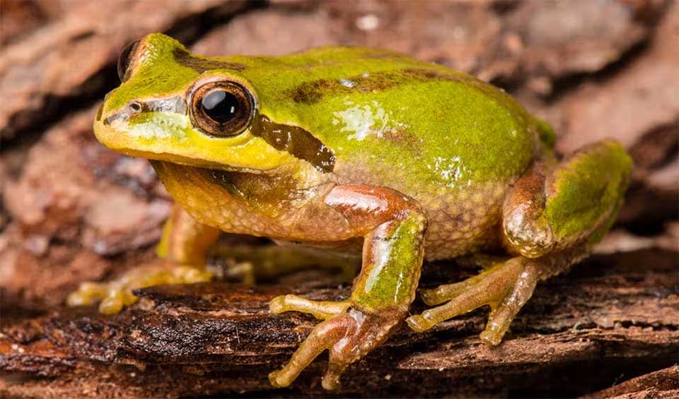 pacific tree frog