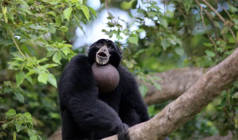 Siamang facts, distribution & population | BioDB