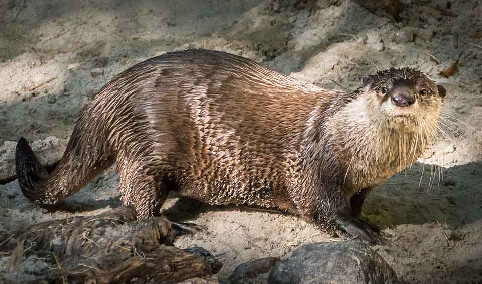 African clawless otter facts, distribution & population | BioDB