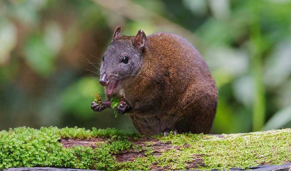 Hypsiprymnodon – Musky rat-kangaroo: facts, distribution & population ...