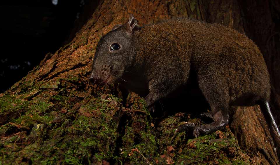 Musky rat-kangaroo facts, distribution & population | BioDB