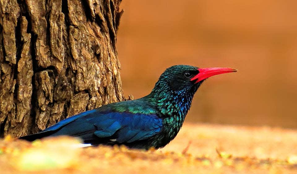 Green wood hoopoe facts, distribution & population | BioDB