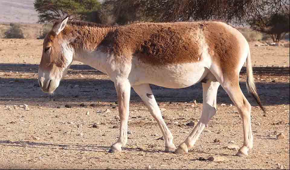 Onager facts, distribution & population | BioDB