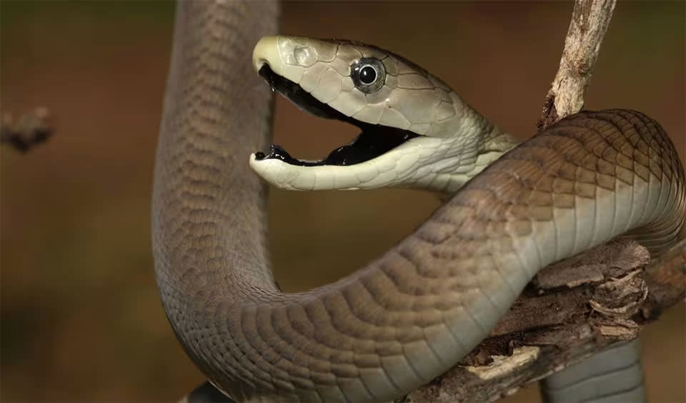 Black mamba facts, distribution & population | BioDB