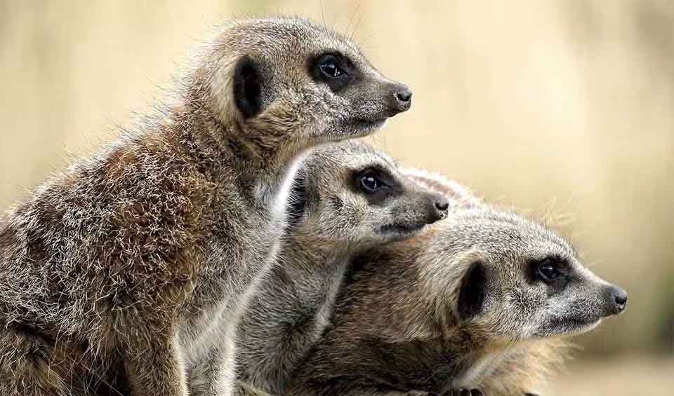 Meerkat facts, distribution & population | BioDB