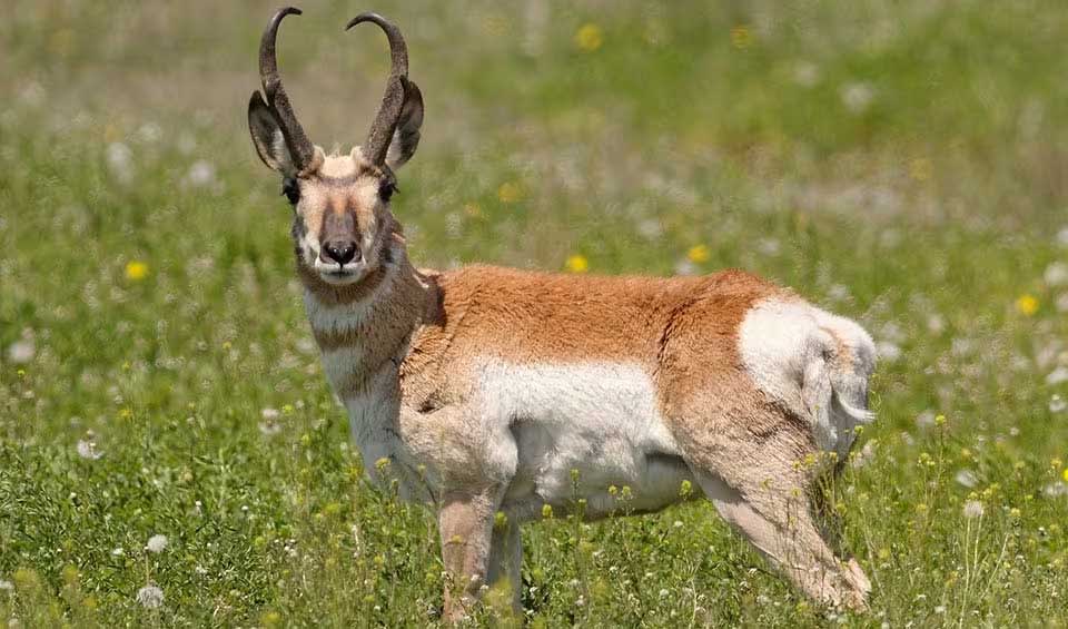 Pronghorn facts, distribution & population | BioDB