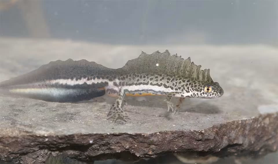 Southern banded newt facts, distribution & population | BioDB