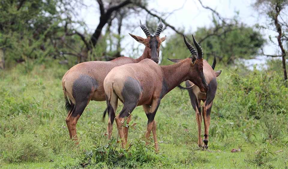 Topi facts, distribution & population | BioDB