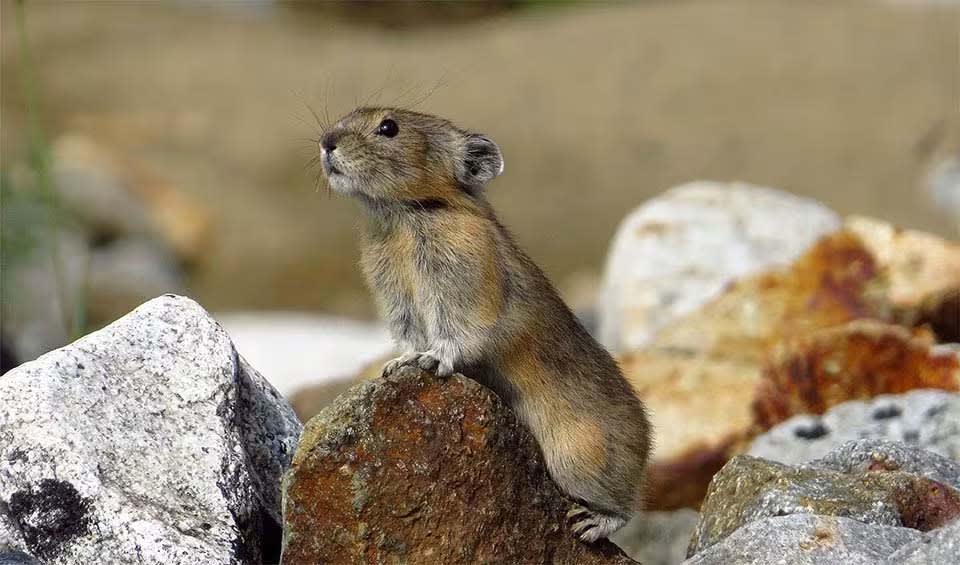 Northern pika facts, distribution & population | BioDB