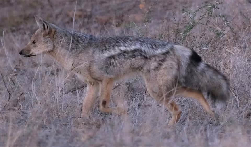 Side-striped jackal facts, distribution & population | BioDB