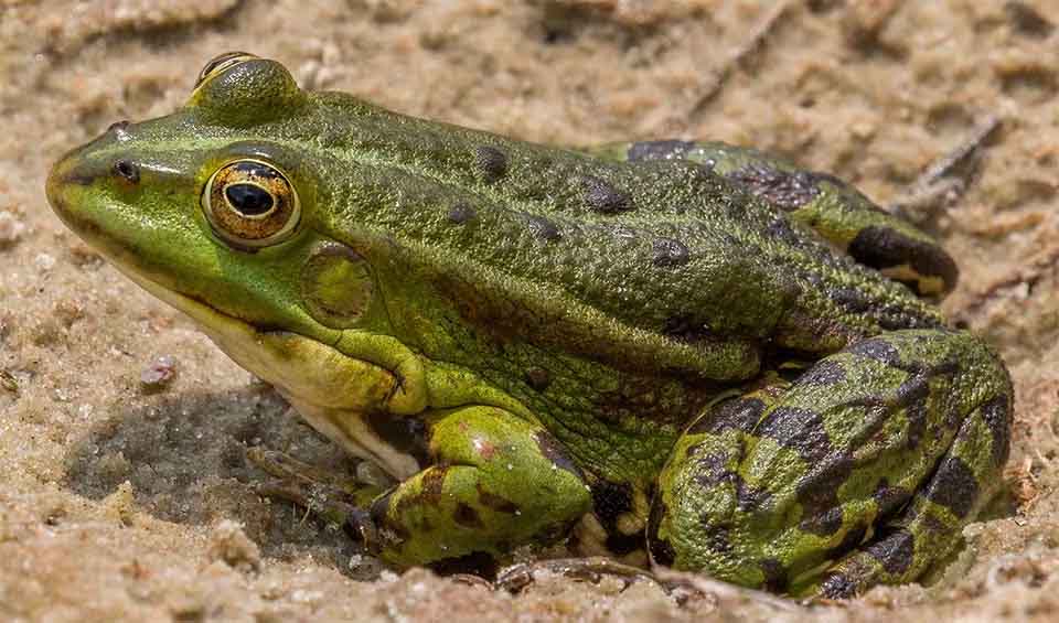 Marsh frog facts, distribution & population | BioDB
