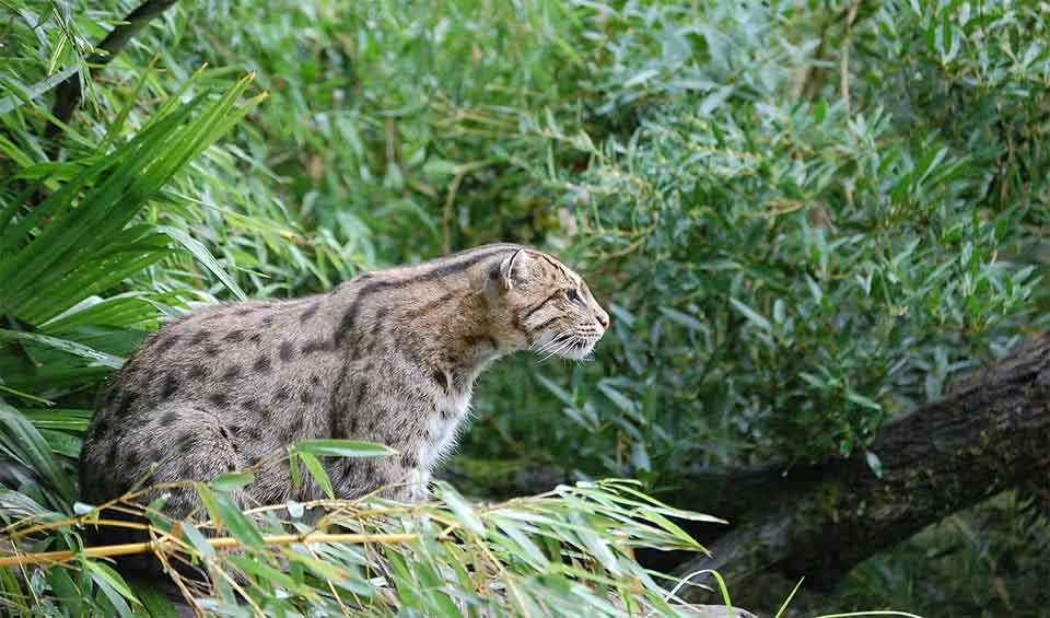 Fishing cat facts, distribution & population | BioDB