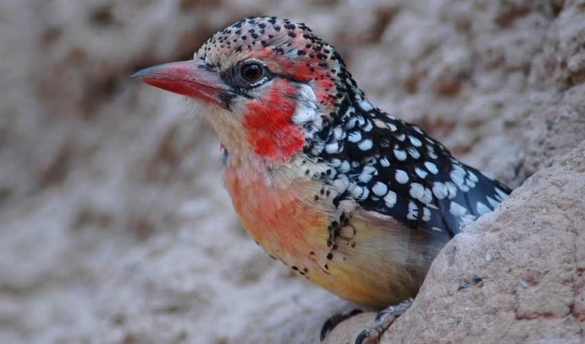 Lybiidae – African barbets: facts, distribution & population | BioDB