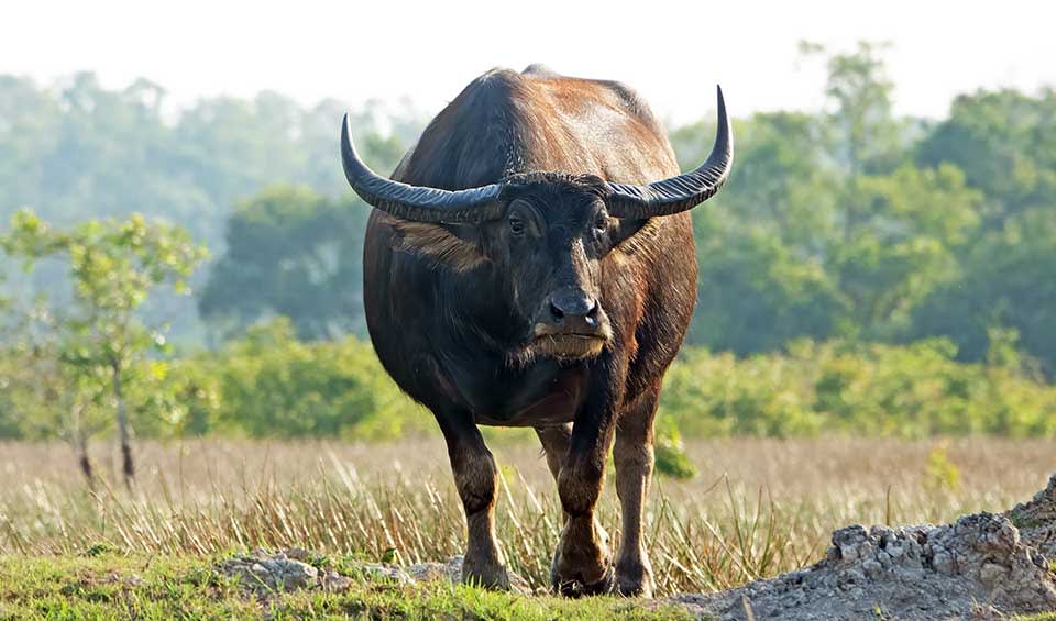 Bubalus - Asiatic bovines: facts, distribution & population | BioDB