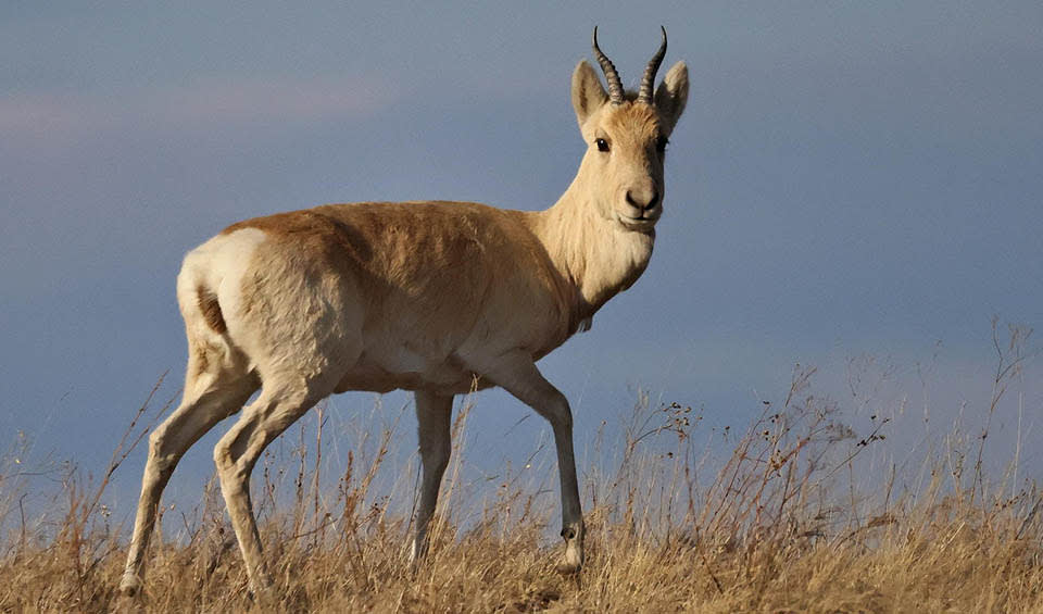 Procapra - Central Asian gazelles: facts, distribution & population | BioDB