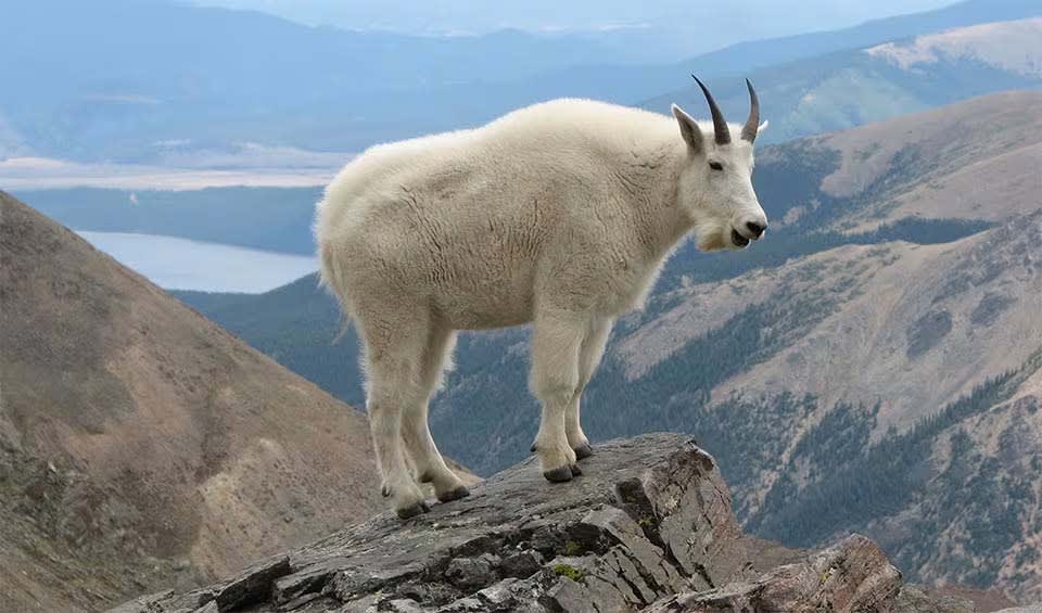 Oreamnos - Mountain goat: facts, distribution & population | BioDB