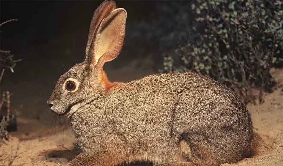 riverine rabbit predators