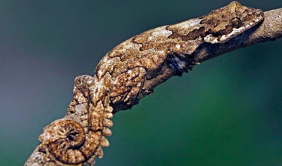 Kuhl's flying gecko facts, distribution & population | BioDB